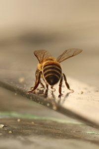 What are scout bees? - The Bee Man Bee Removal Services since 1977