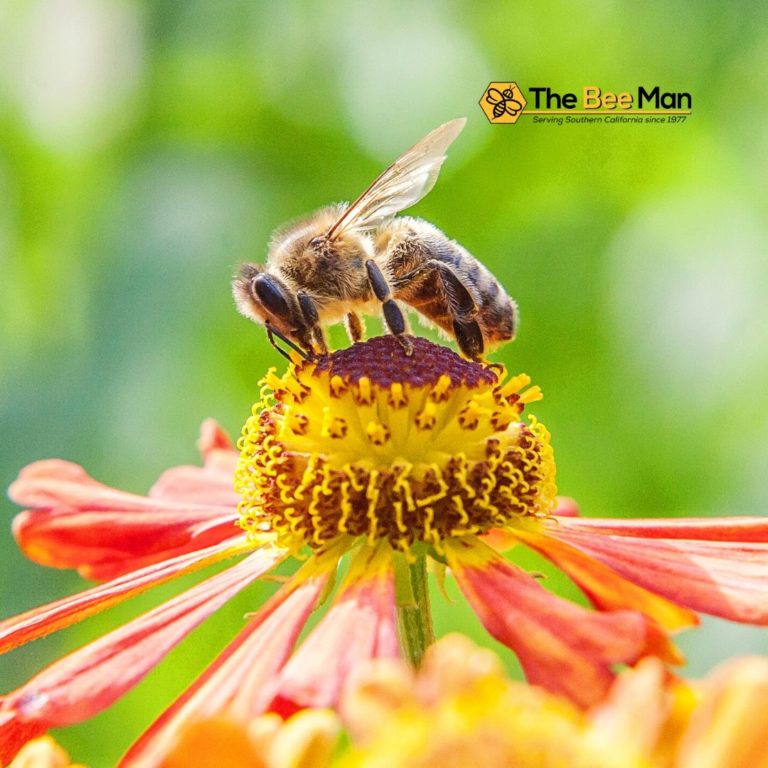 5 Tips for Bee Safety from Bee Removal Orange County Experts
