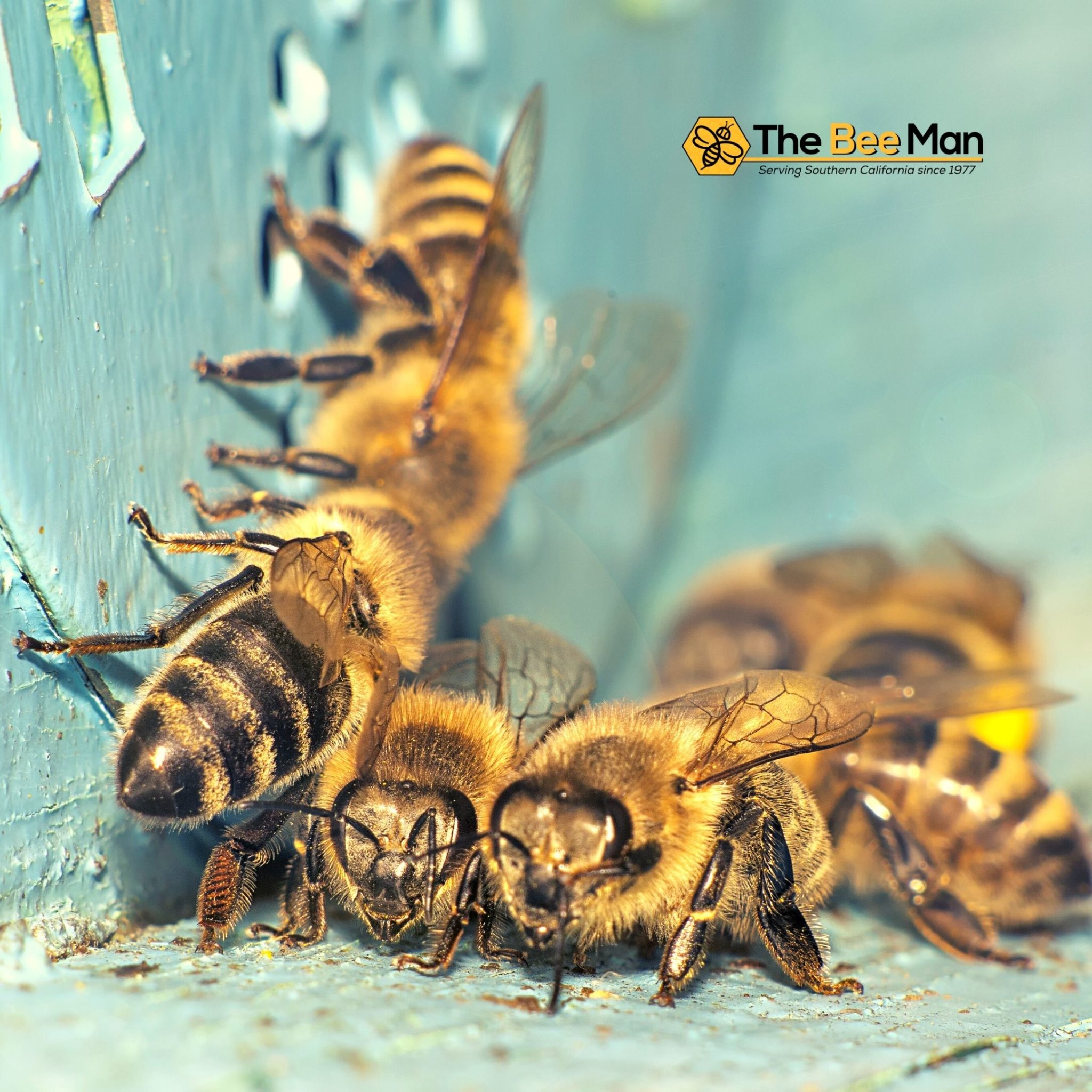 Bee Removal Experts in Orange County Will Keep You Safe from Infestations