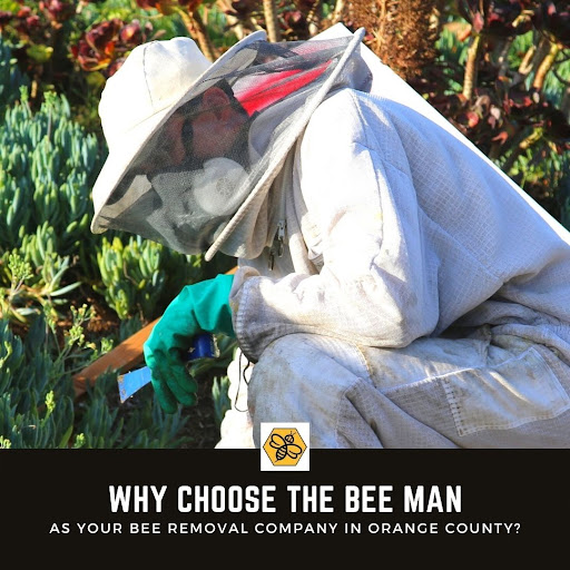 Blog - The Bee Man