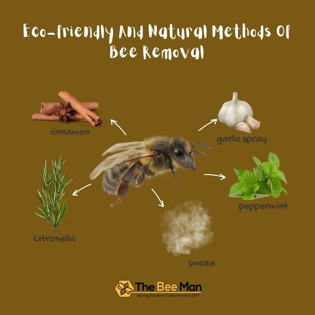Eco-friendly And Natural Methods of Bee Removal