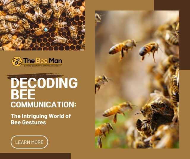 Decoding Bee Communication: The Intriguing World of Bee Gestures