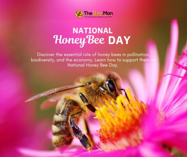Celebrating National Honey Bee Day: Why Bees are Essential for Our ...