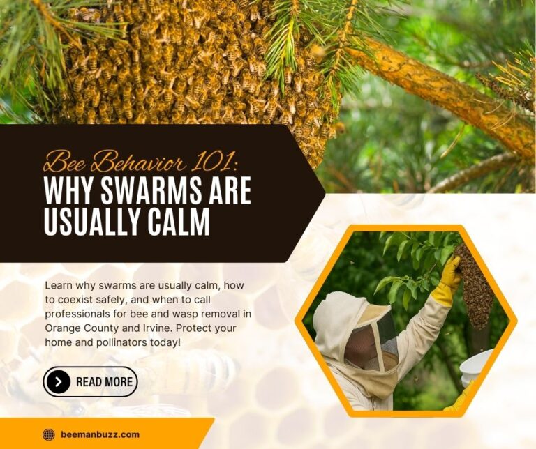 Bee Behavior 101: Why Swarms Are Usually Calm | Bee Removal Orange County
