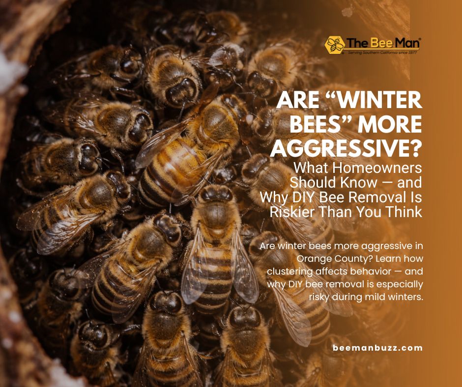 Are Winter Bees More Aggressive? Why DIY Bee Removal Is Riskier Than ...